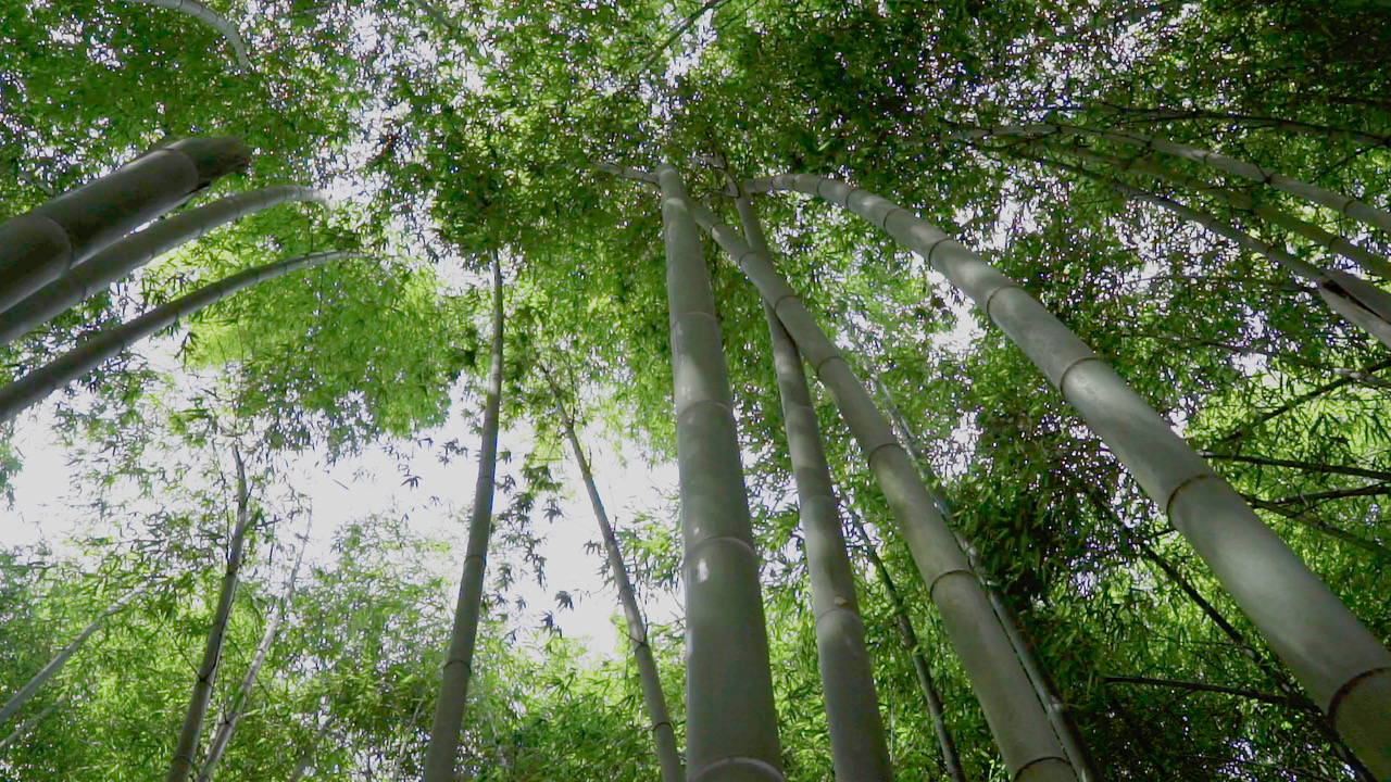 A Sovicille una piantagione di bambù che assorbe (tanta) anidride ...